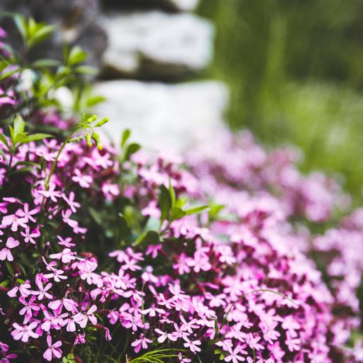 Try planting strawberries, clover and saponaria as ground covers to ...